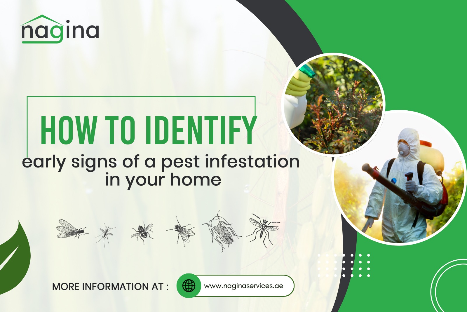 How to Identify Early Signs of a Pest Infestation in Your Home