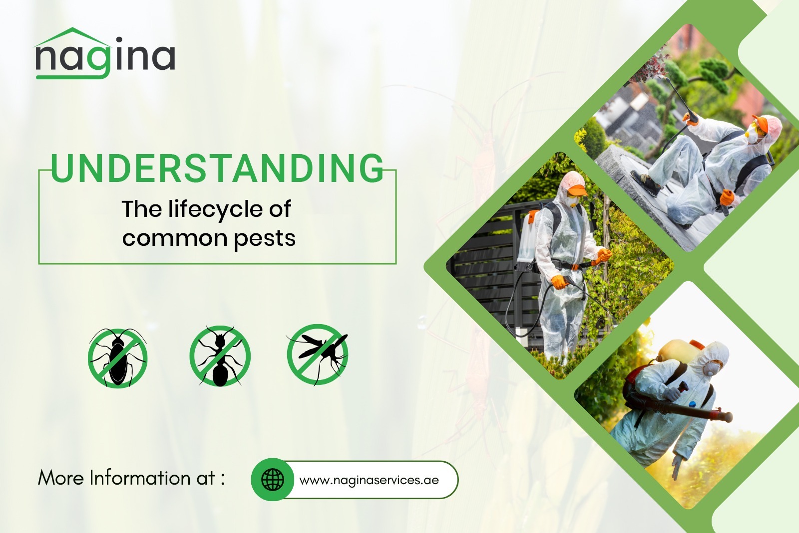 Understanding the Lifecycle of Common Pests - Nagina Services