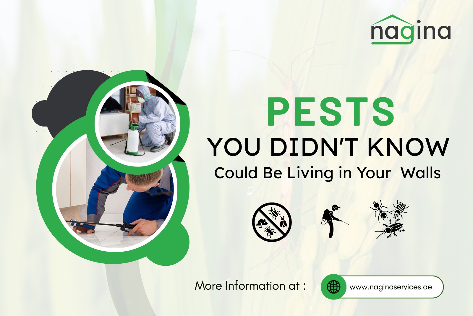 Pests You Didn't Know Could Be Living in Your Walls - Nagina Services