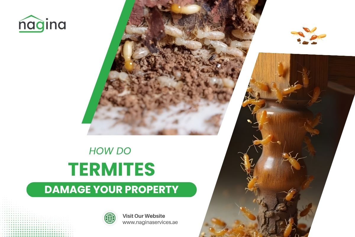 How Do Termites Damage Your Property - Nagina Services