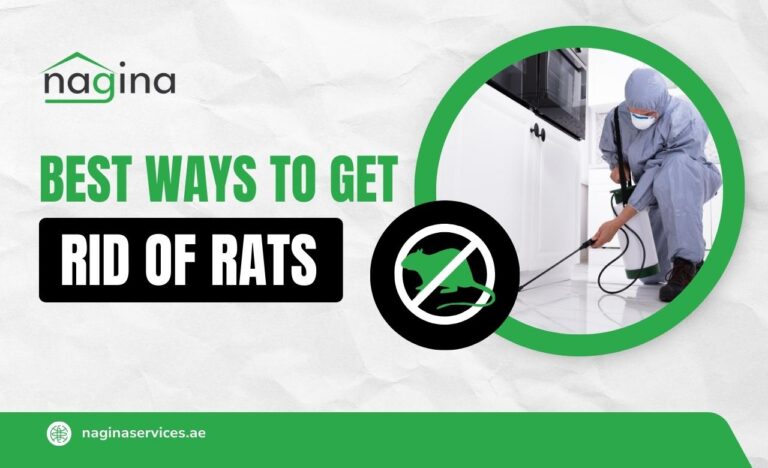 10 Best Ways to Get Rid of Rats in Dubai, UAE - Nagina Services